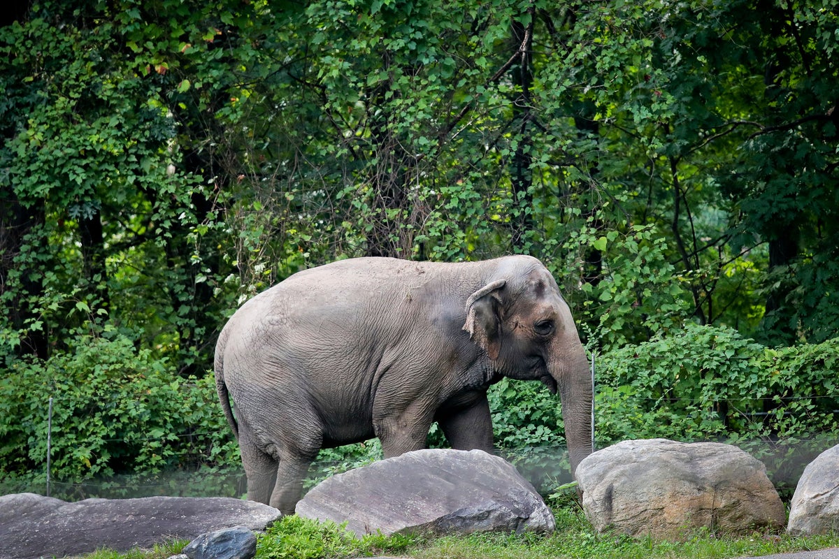 Happy the elephant’s final goodbye leaves Bronx Zoo staff in tears
