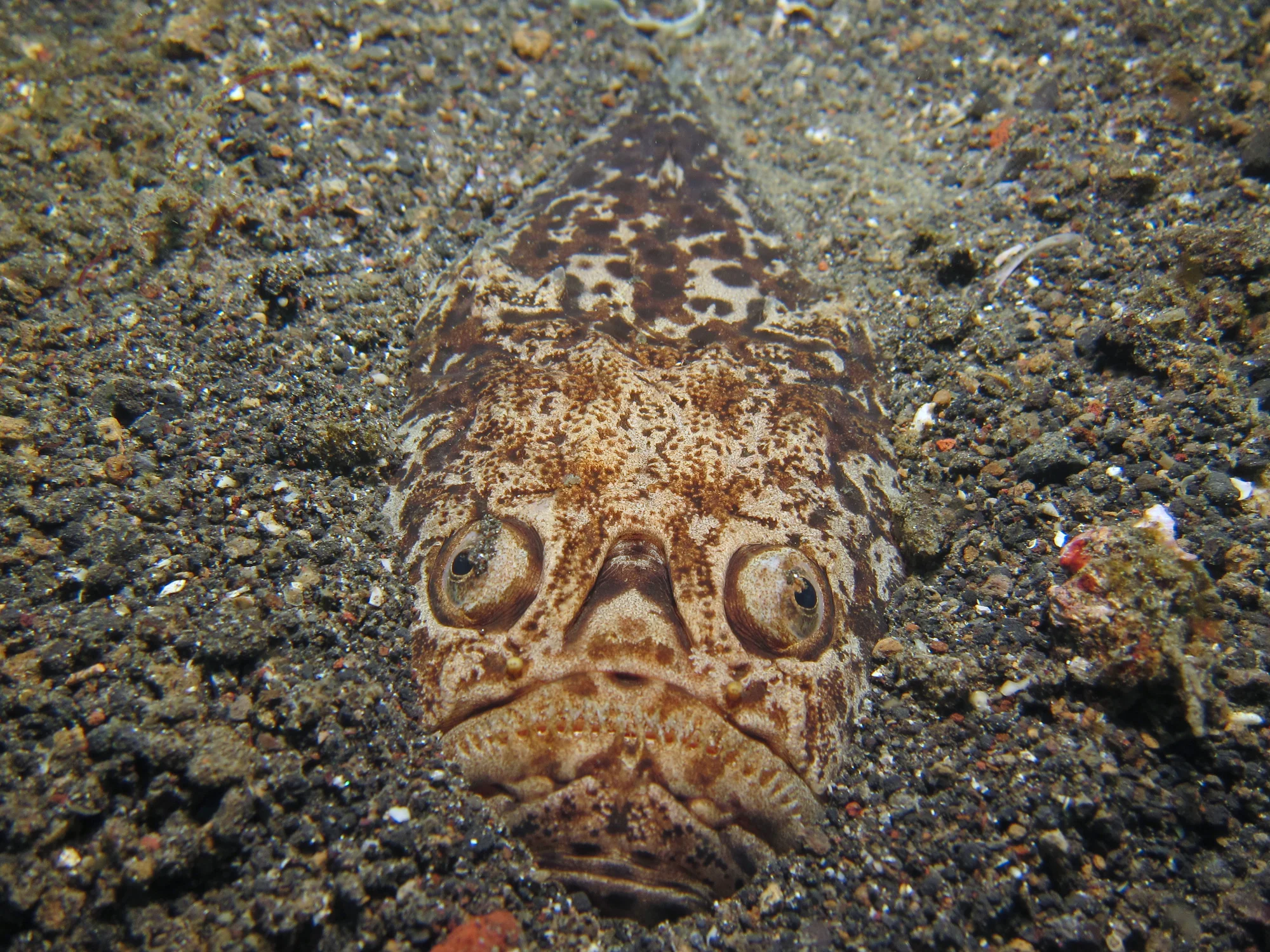 Deep-sea nightmare: The bone-chilling fish lurking along the ocean floor