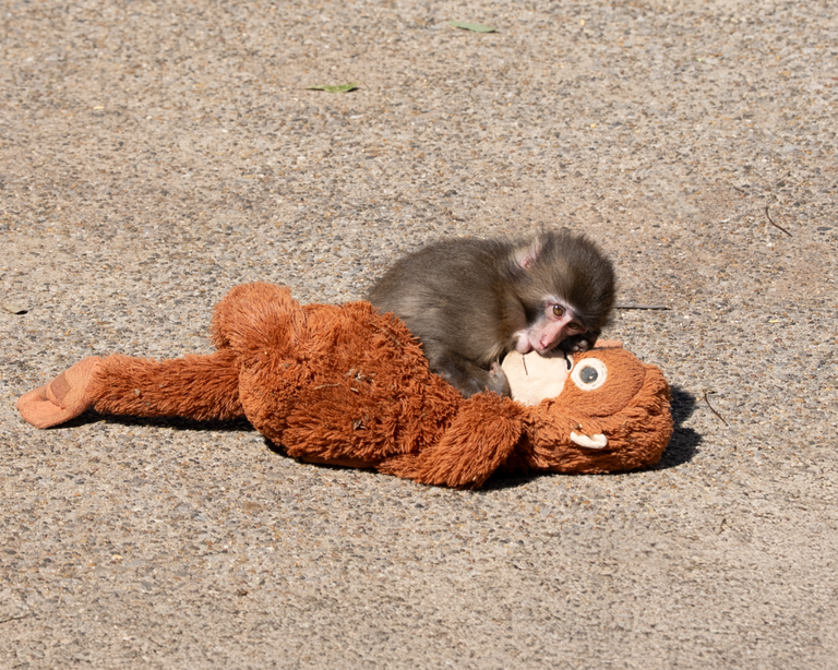 Two Americans arrested after one allegedly climbed into viral Monkey ...
