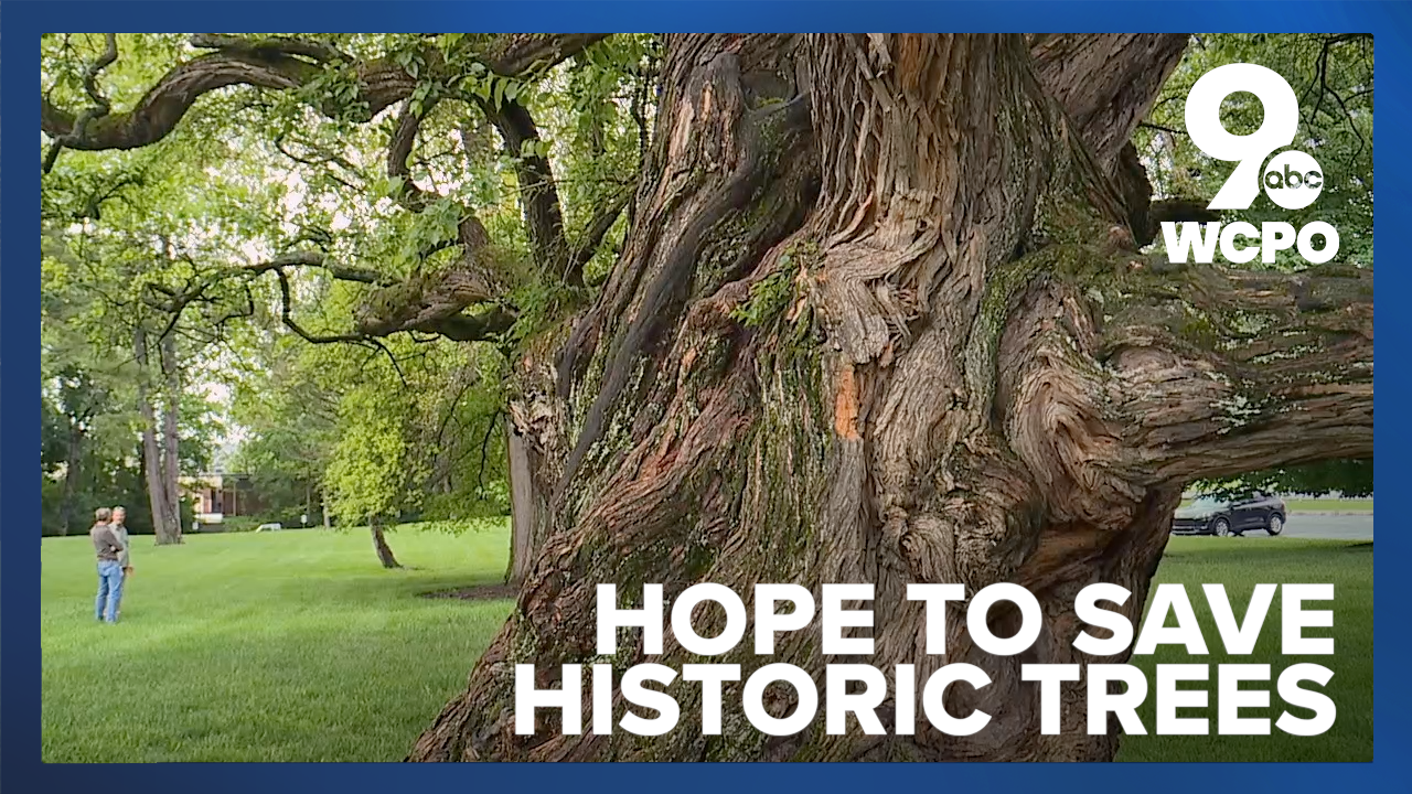 Push grows to preserve Miami University's historic trees amid arena project