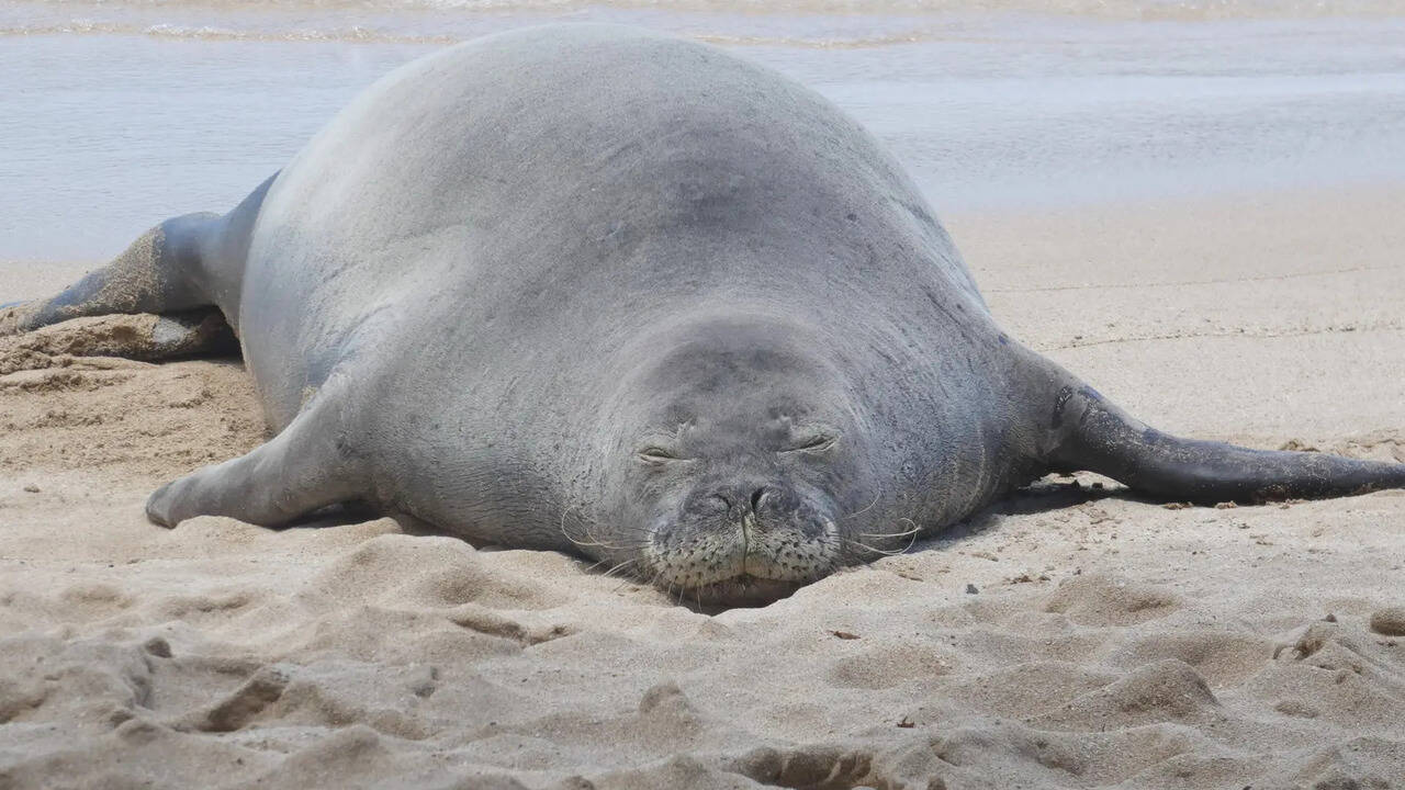 Washington tourist pleads not guilty to harassing Hawaiian monk seal