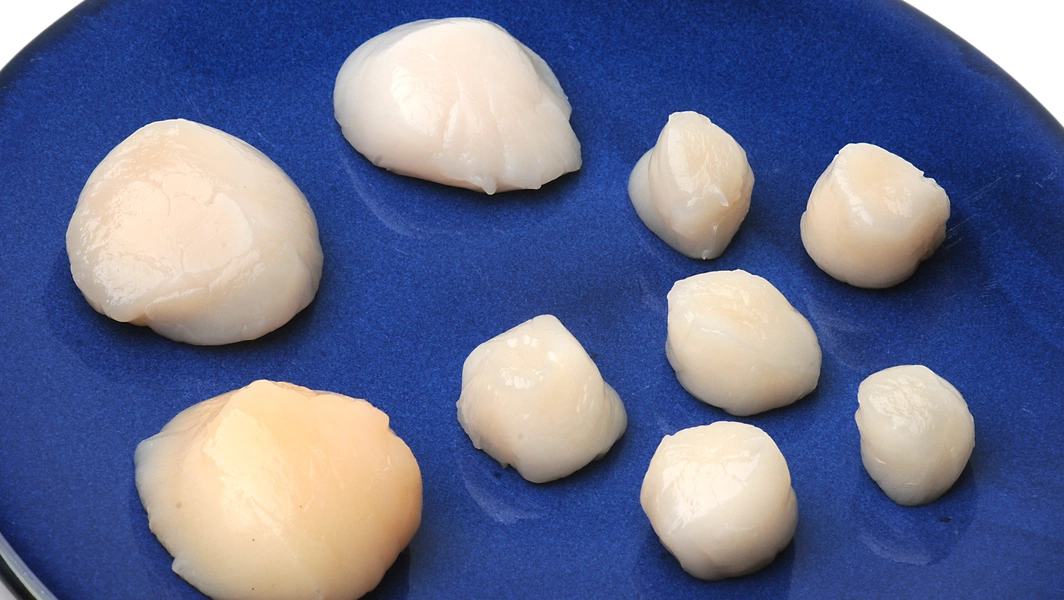 Master the art of cooking scallops