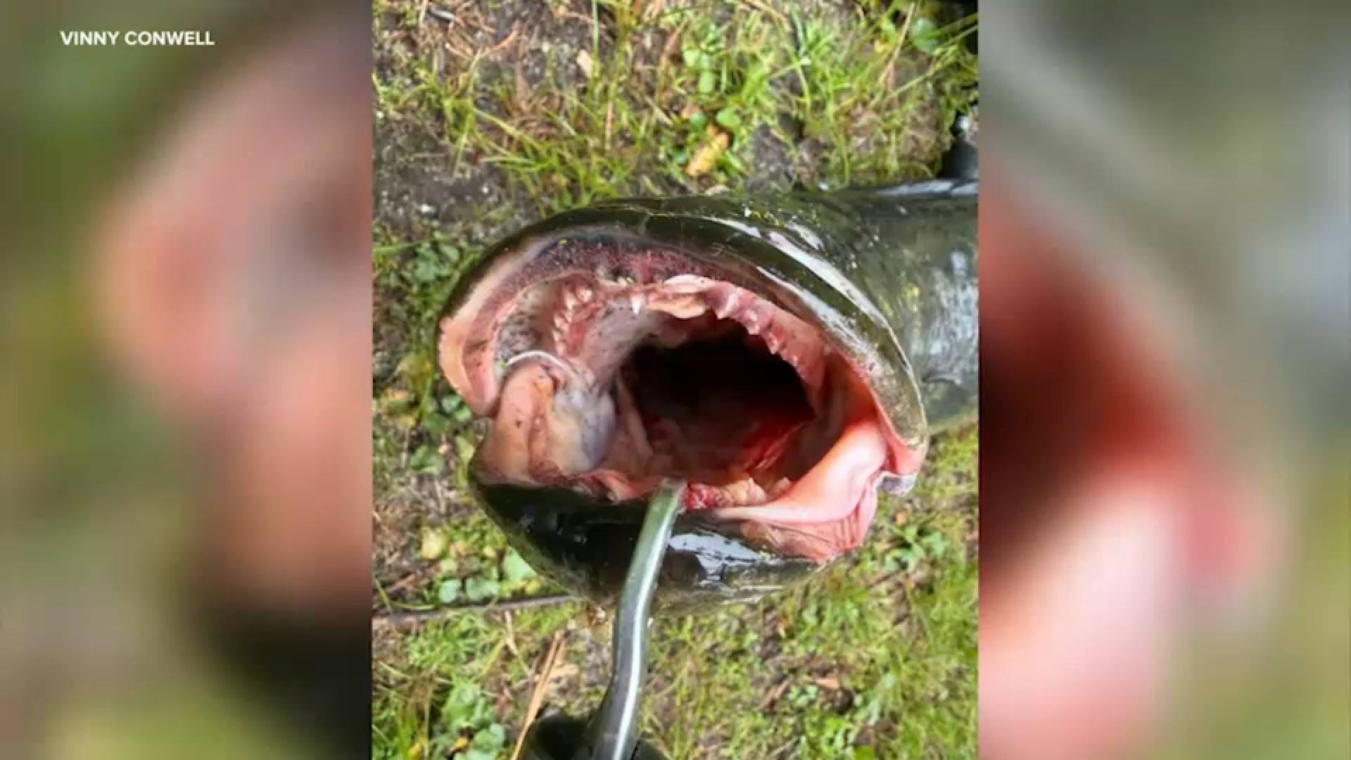 State officials race to contain threat of invasive northern snakeheads ...