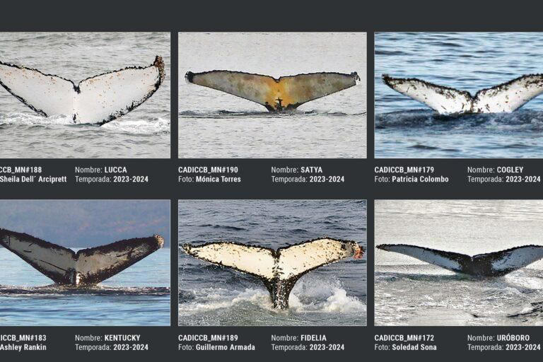 Argentina: las ballenas jorobadas regresaron al canal Beagle en busca ...