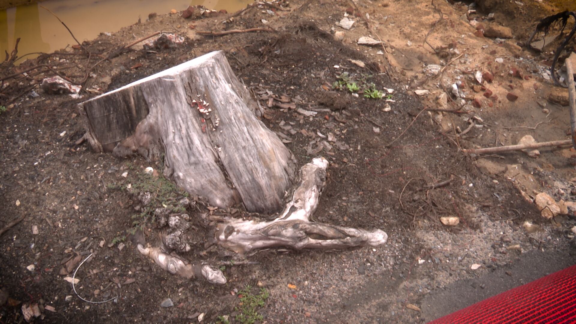 Augusta cuts dozens of trees on Broad Street, raising maintenance questions