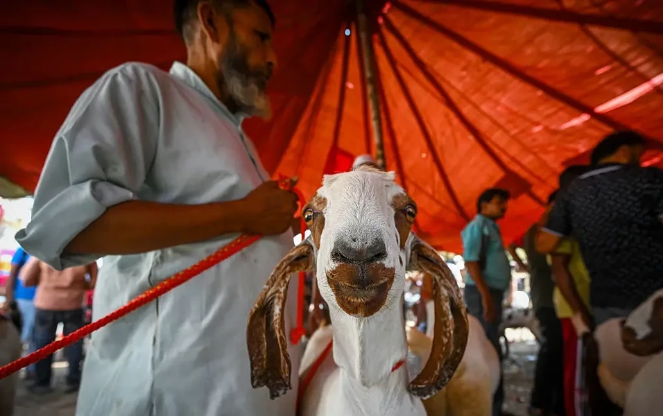 Luxury goat farms and rare breeds drive record Bakrid prices