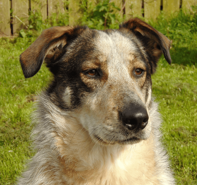 Día Mundial del Perro sin raza: la fecha que impulsa la adopción ...
