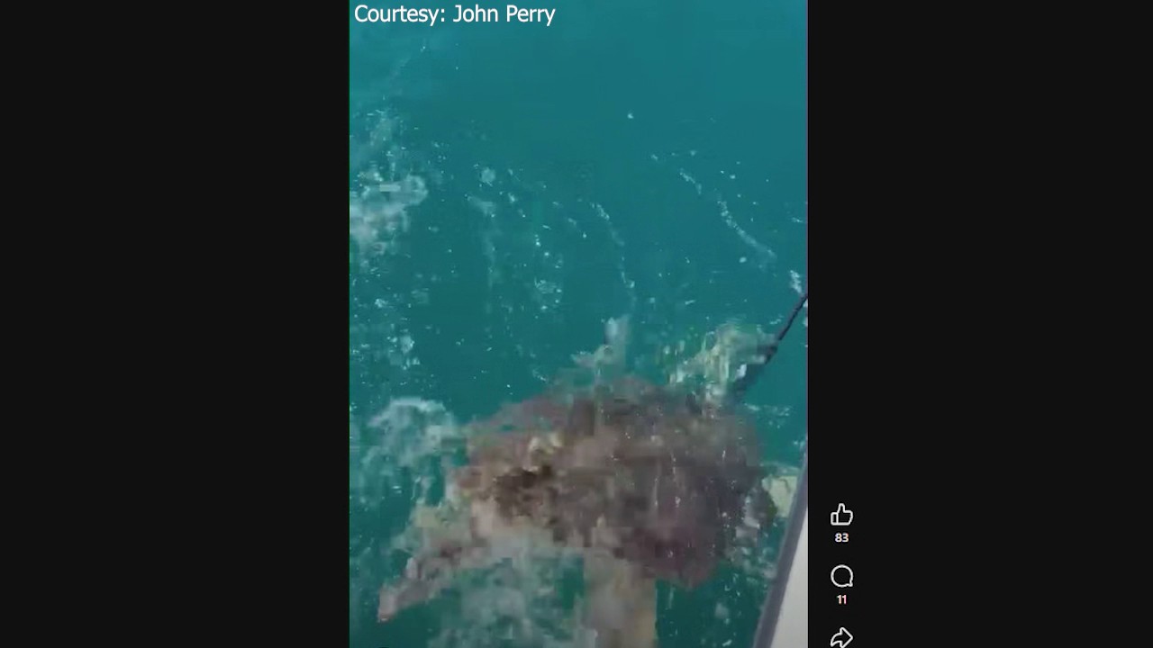 Charter captain saves entangled sea turtle