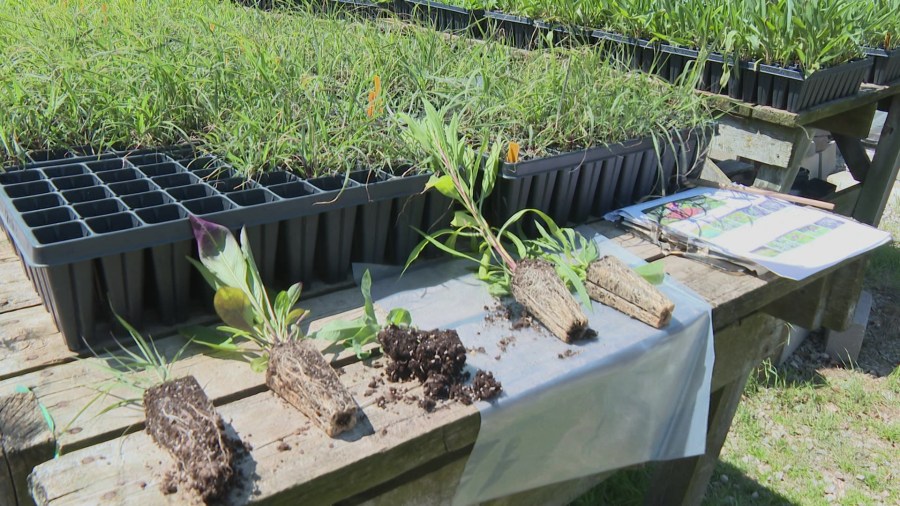 Sustainably speaking: Pollinator pocket kits at Green Bay Botanical Garden