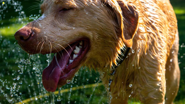 Beat the heat with this kid- and dog-friendly backyard splash pad