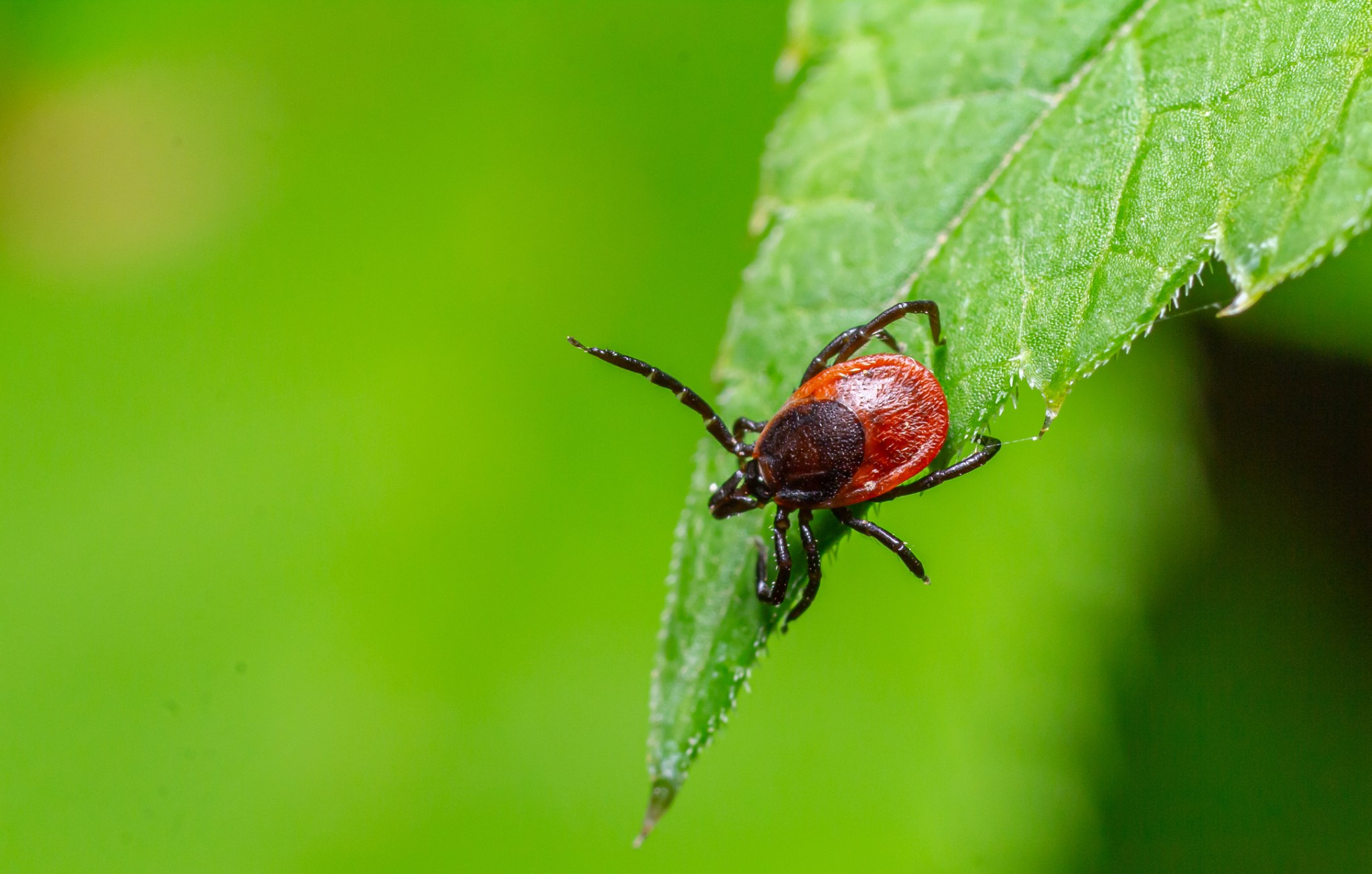 Dangerous outdoor threat surging this summer, expert shares how to stay ...