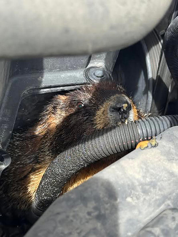 Marmot climbs into truck's frame in Colorado, rides from Lake City to ...