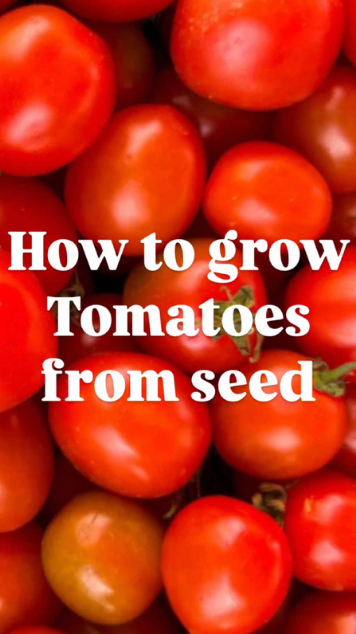 How to grow tomatoes from seed