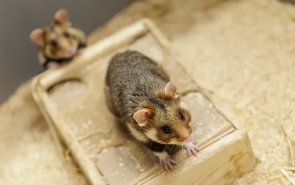 Studies reveal animals may exercise for sheer enjoyment