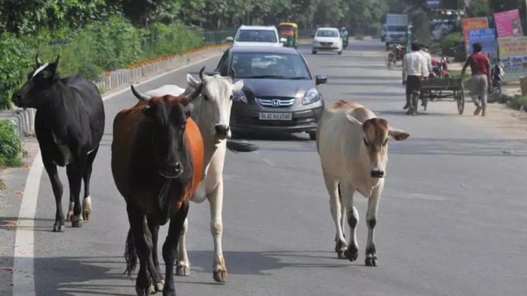 Madras High Court imposes total ban on slaughter of cow and calf in ...