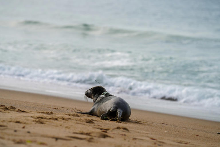 Mystic Aquarium releases rehabilitated seal in Westerly
