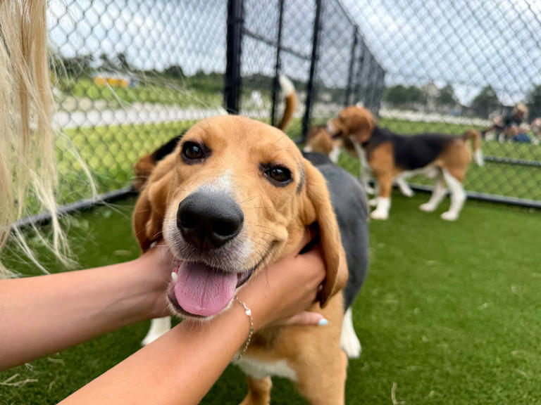 Big Dog Ranch readies beagles rescued from Ridglan lab for adoption