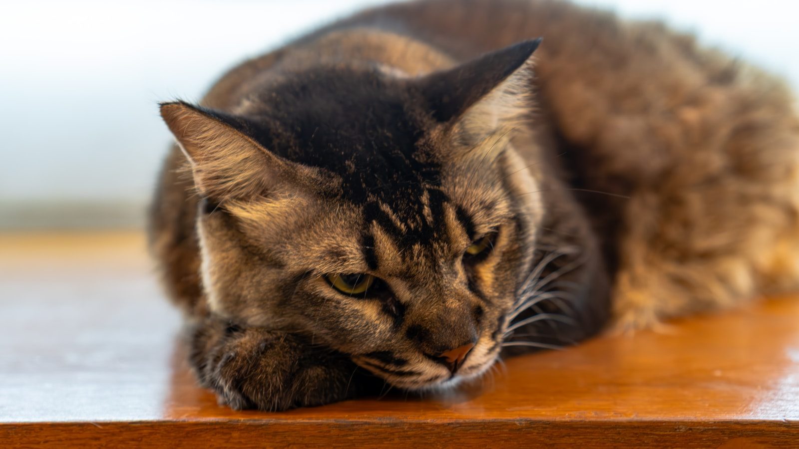 What happens when your old cat stops greeting you?