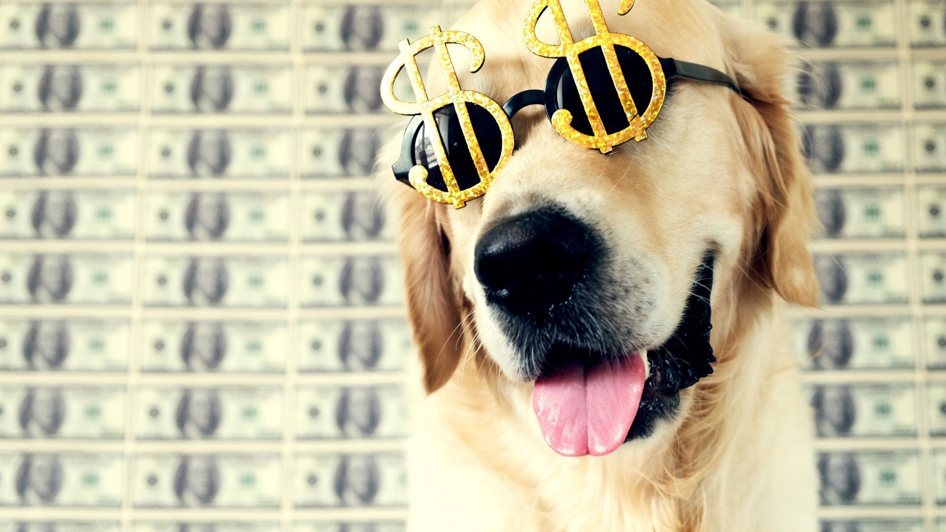 Pet owners could soon get a $900 break on their NJ taxes for cats and ...
