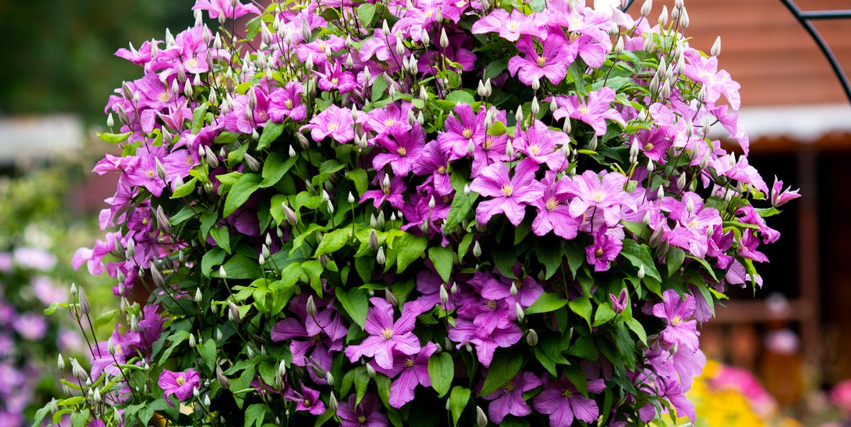 Want more privacy and cottage-garden charm? Try these fast-growing ...