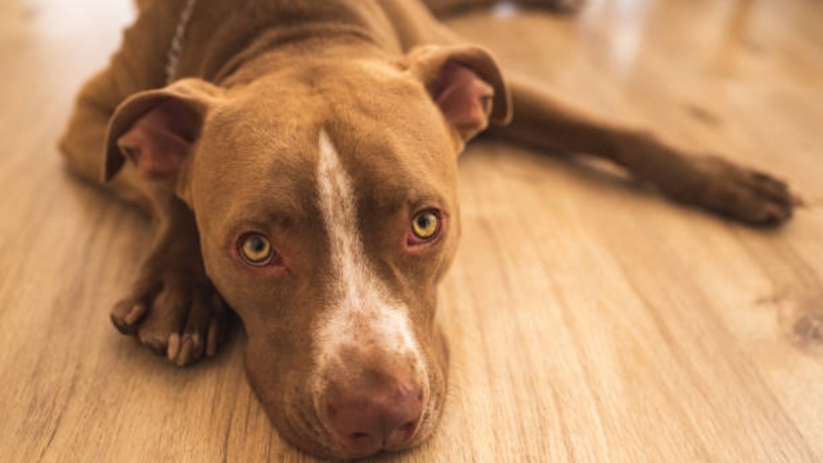 Is your dog sad? Signs of depression many owners ignore