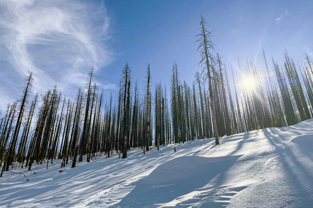 Federal government set to spray 'devastating' herbicide in Tahoe Basin