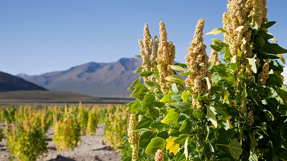 Quinoa love: The tiny seed with big benefits