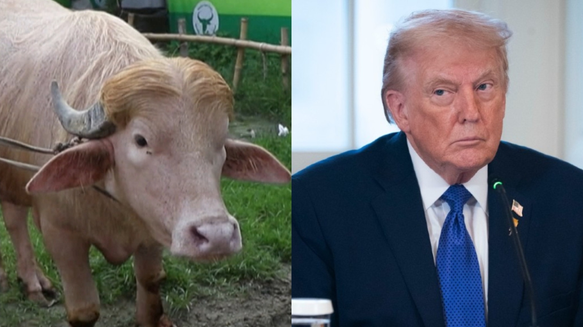 Rare albino buffalo nicknamed 'Donald Trump' spared from slaughter ...
