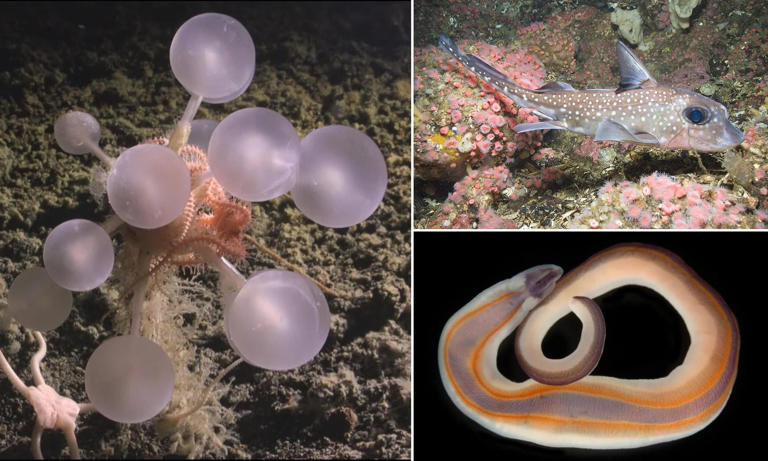 Meat-eating 'death balls' with velcro-like hooks are among 1,000 marine ...