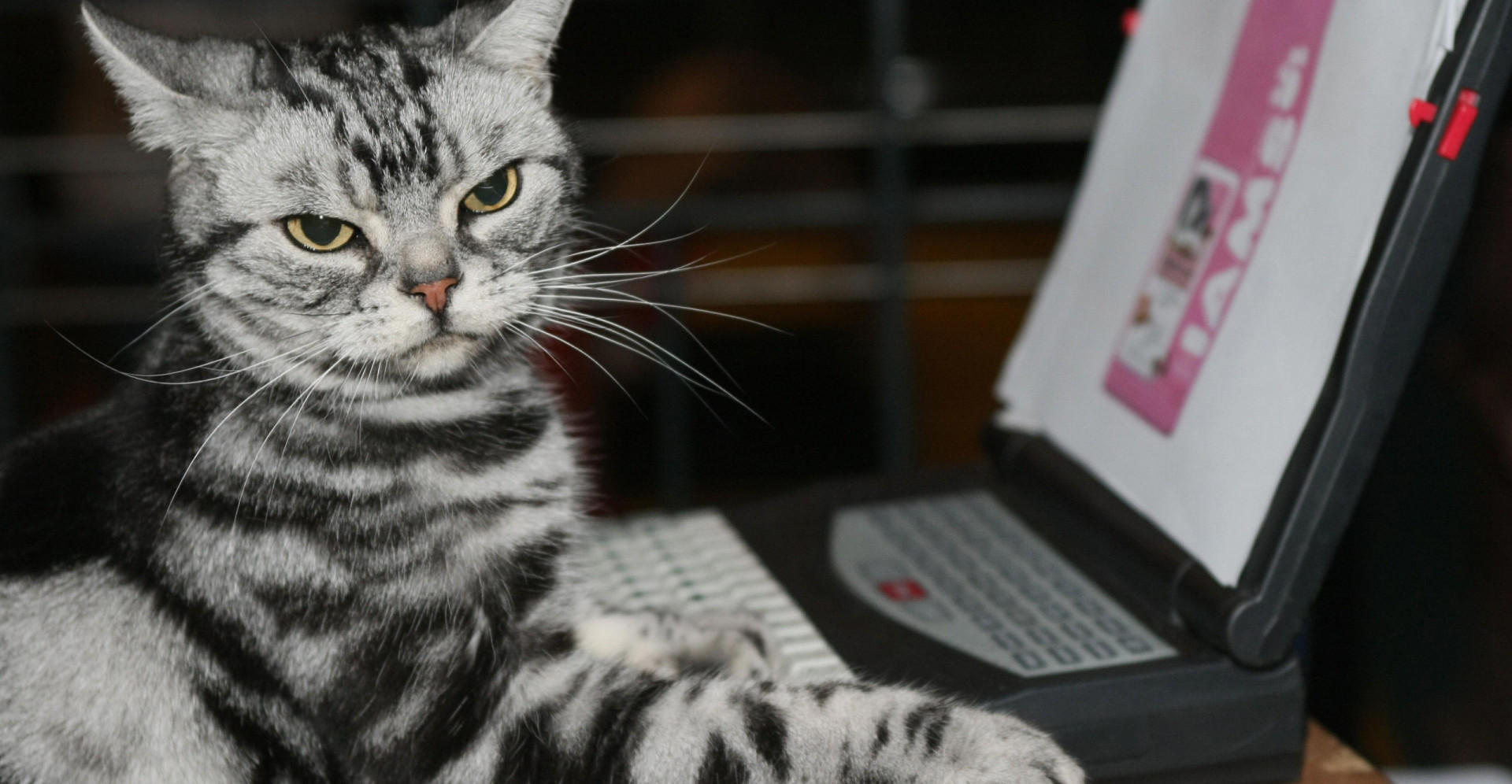 Things humans do that cats hate
