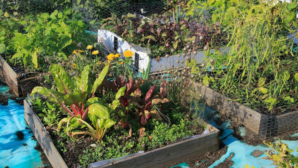 Raised bed secrets for thriving gardens
