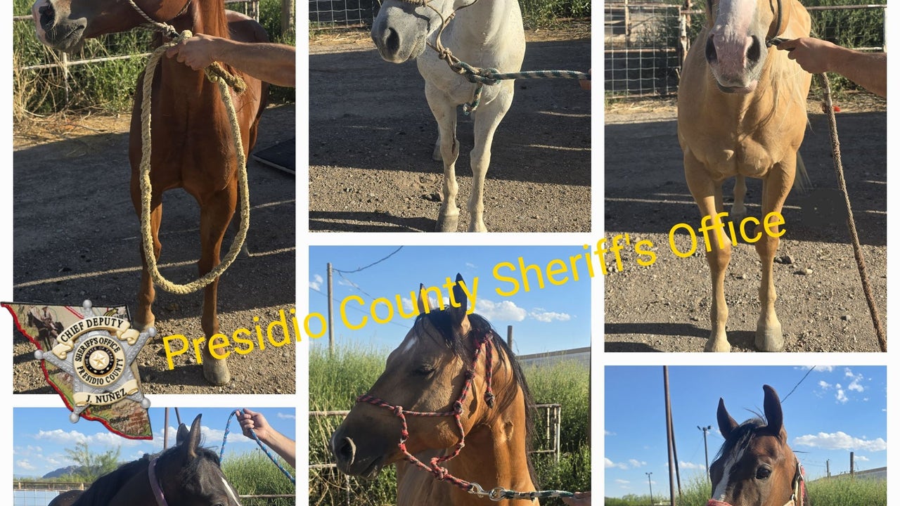 Six horses seized during West Texas traffic stop amid USDA livestock ...