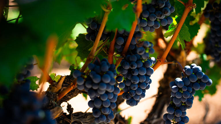 Costco grape plants spark fears of devastating threat to American farms