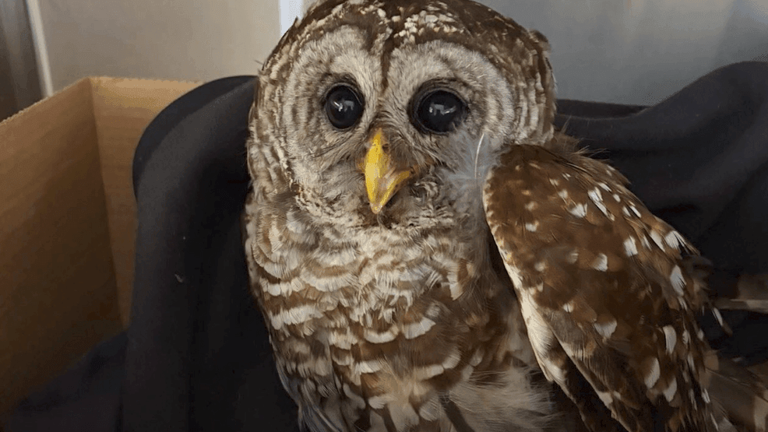 Marion Co. animal control officer saves owl trapped in the grill of a car