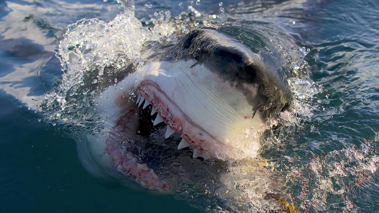 Shark Week staple Anomaly Entertainment acquired by Wheelhouse