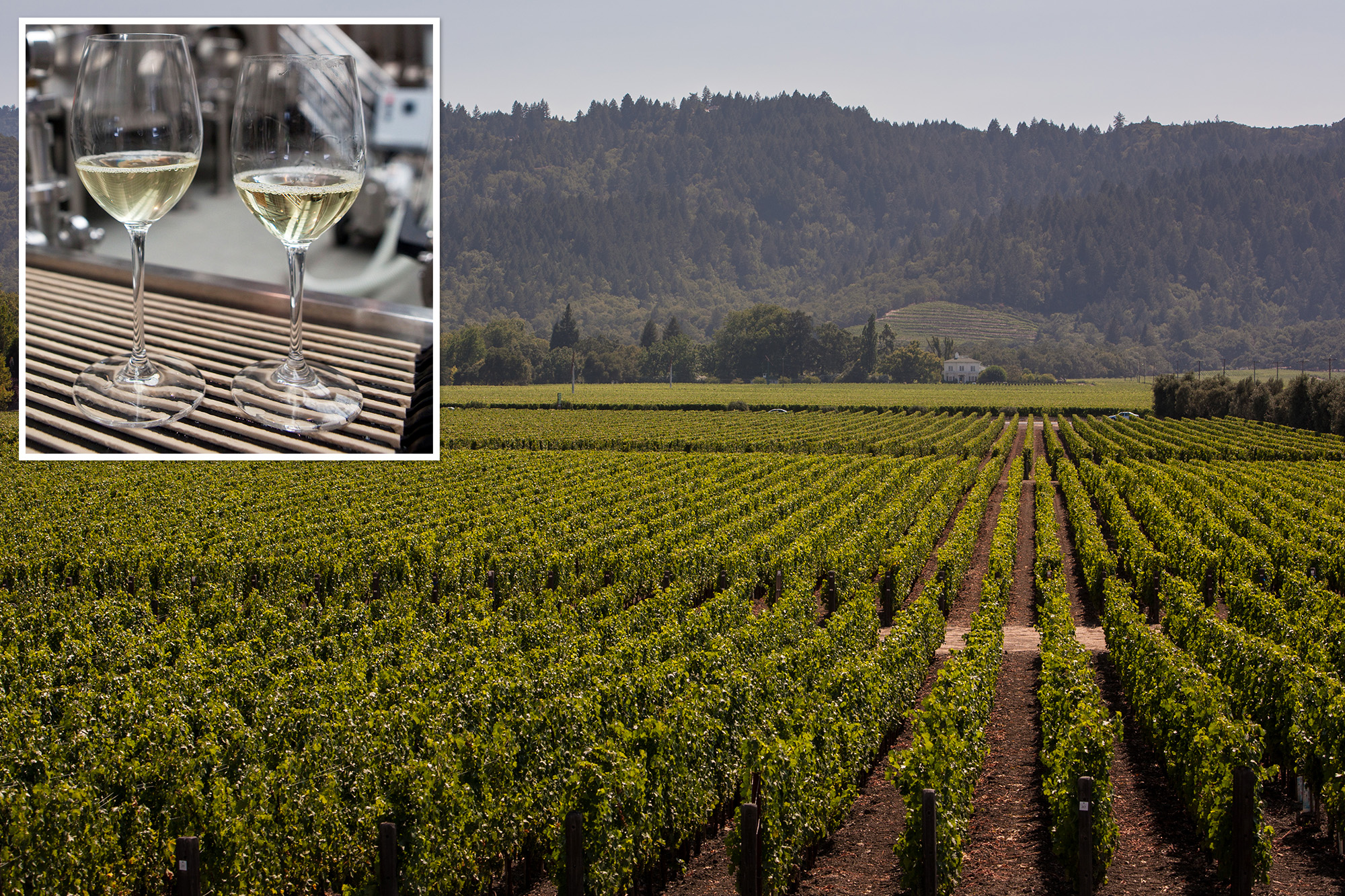 Fresh hell for California’s crippled wine industry as values hit rock ...