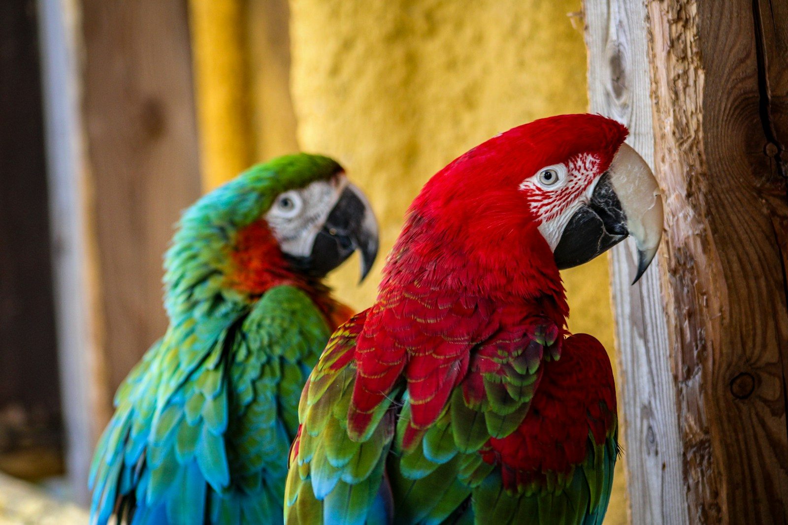 Once lost for centuries, red-and-green macaws are returning to Brazil’s ...
