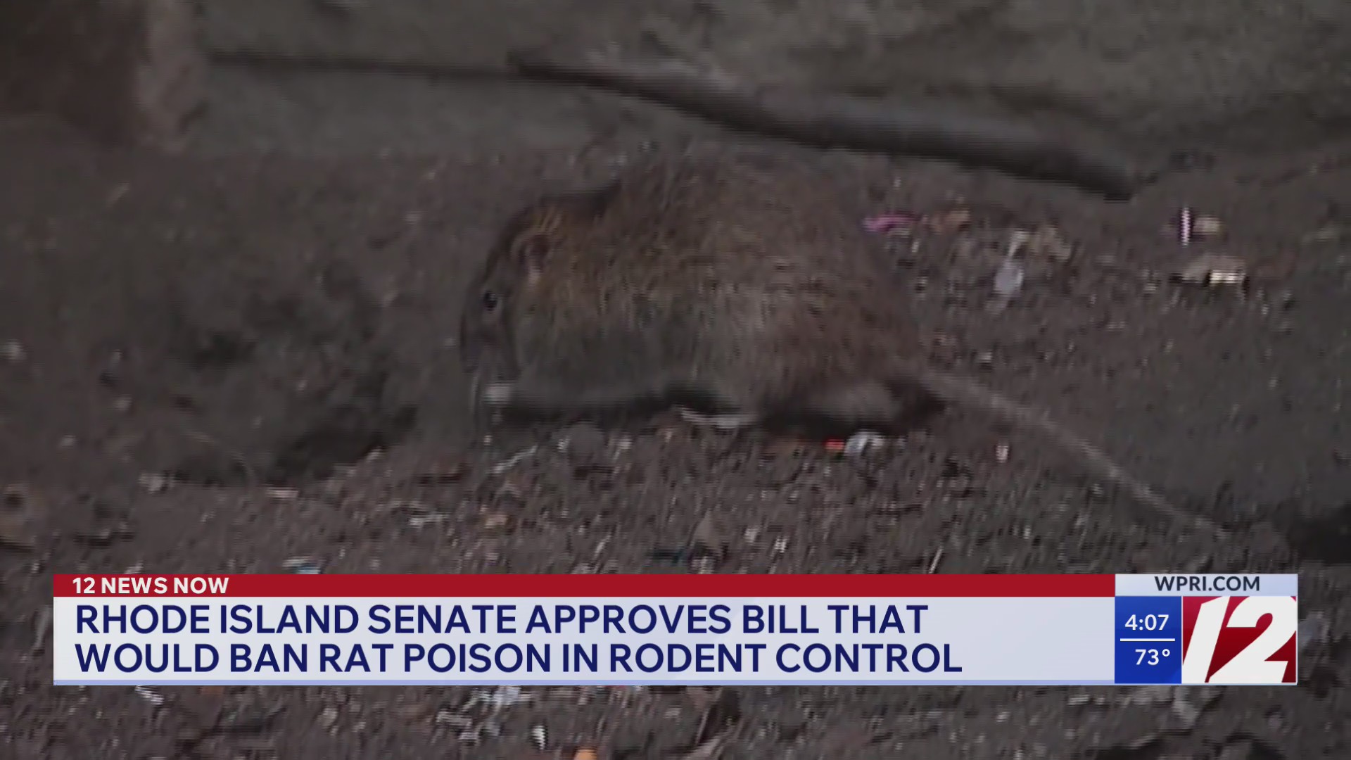 RI Senate approves bill to ban rat poison in rodent control