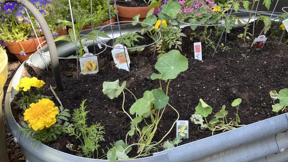 Raised bed secrets for thriving gardens