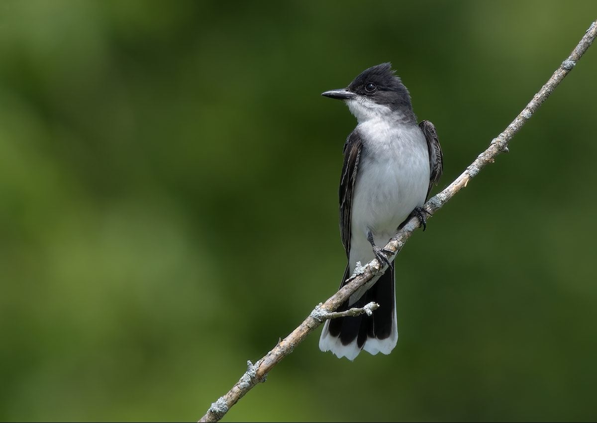 How to identify an eastern kingbird