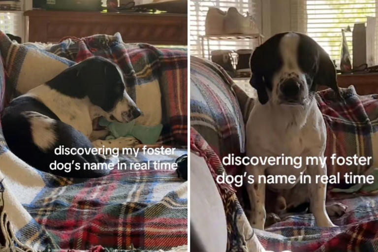 Foster mom correctly guesses rescue dog’s name—there could be a reason why