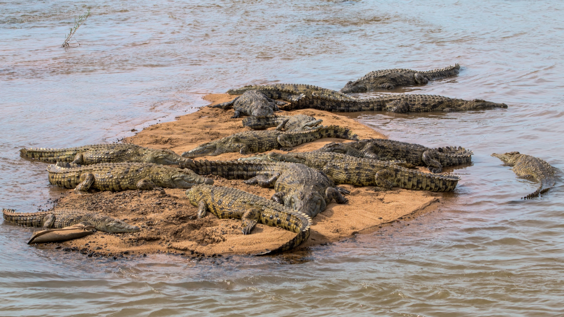 Retired couple’s bodies found in crocodile-infested waters covered in ...