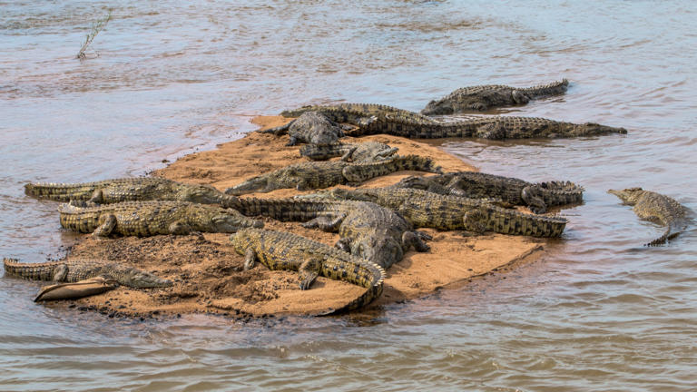 Retired couple’s bodies found in crocodile-infested waters covered in ...