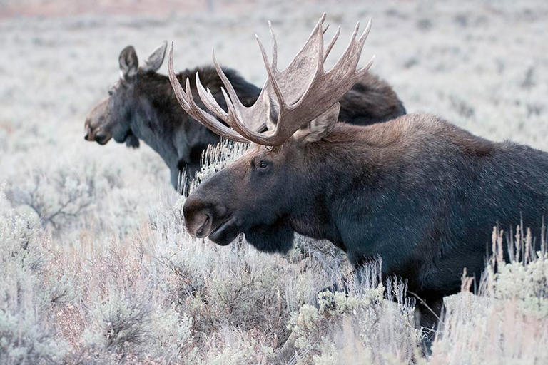 Moose encounters: Tips for staying safe on Utah trails