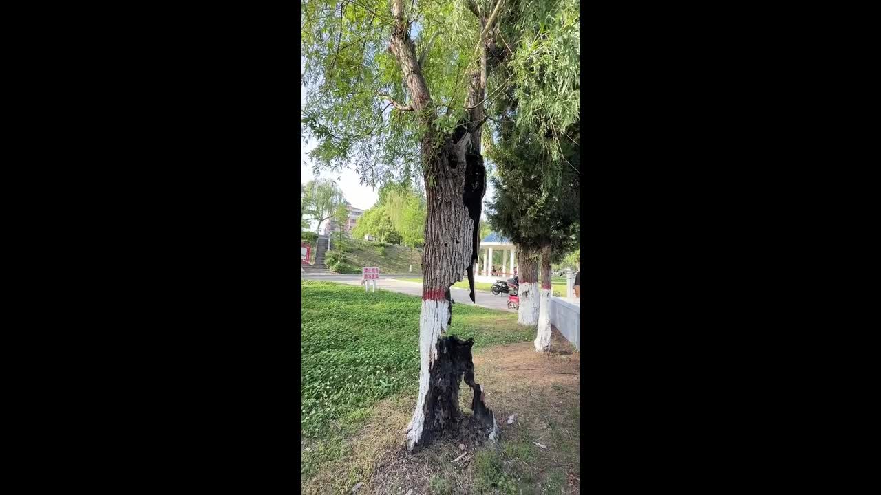 Tree looks bizarrely healthy despite being hollowed out from lightning ...