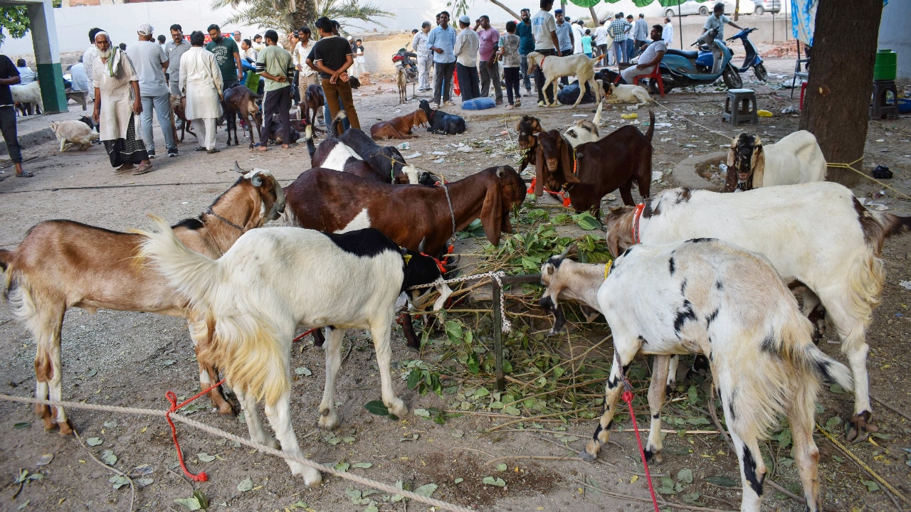 High alert ahead of Eid-ul-Adha; police conduct flag marches in Delhi ...