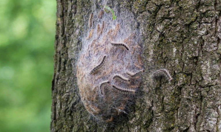 Warning as toxic caterpillar spotted in the UK again years after ...