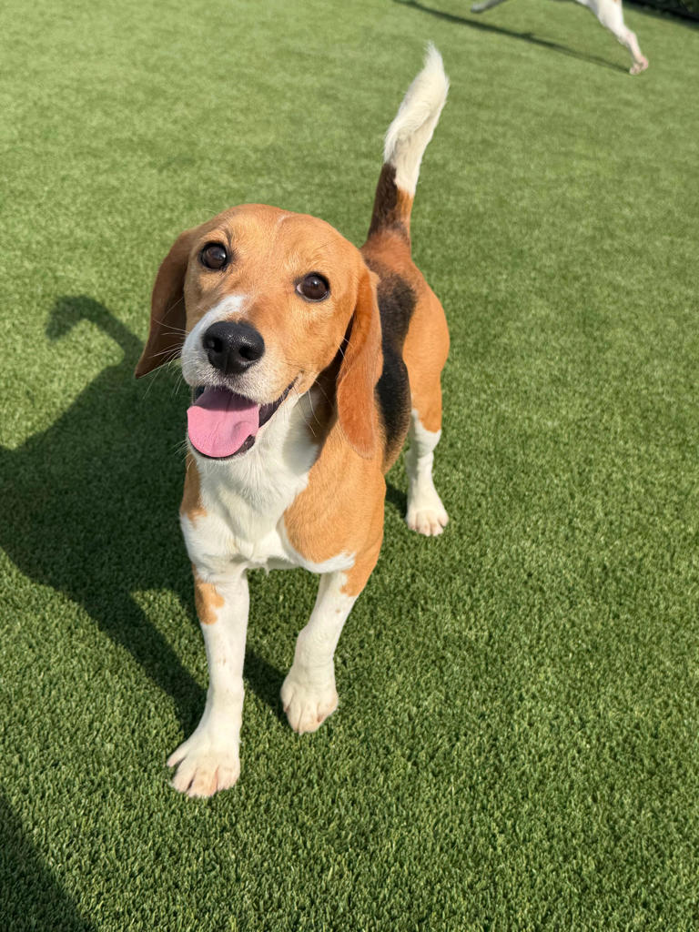 11 beagles from breeding facility in St. Cloud looking for new homes