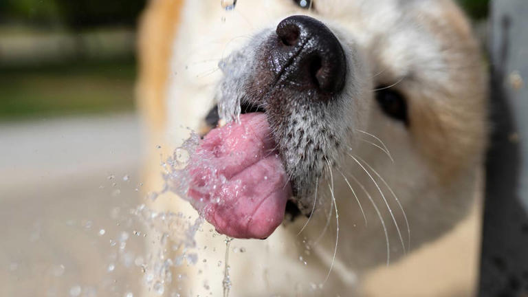 This handy DIY dog water station is winning over pet parents fast
