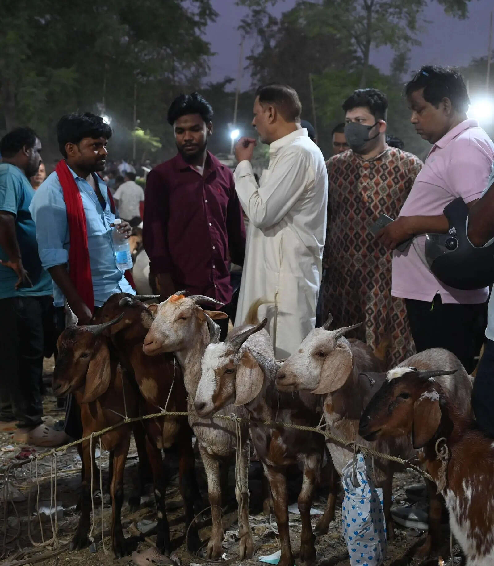 Fed on ghee, dry fruits, goats fetch lakhs